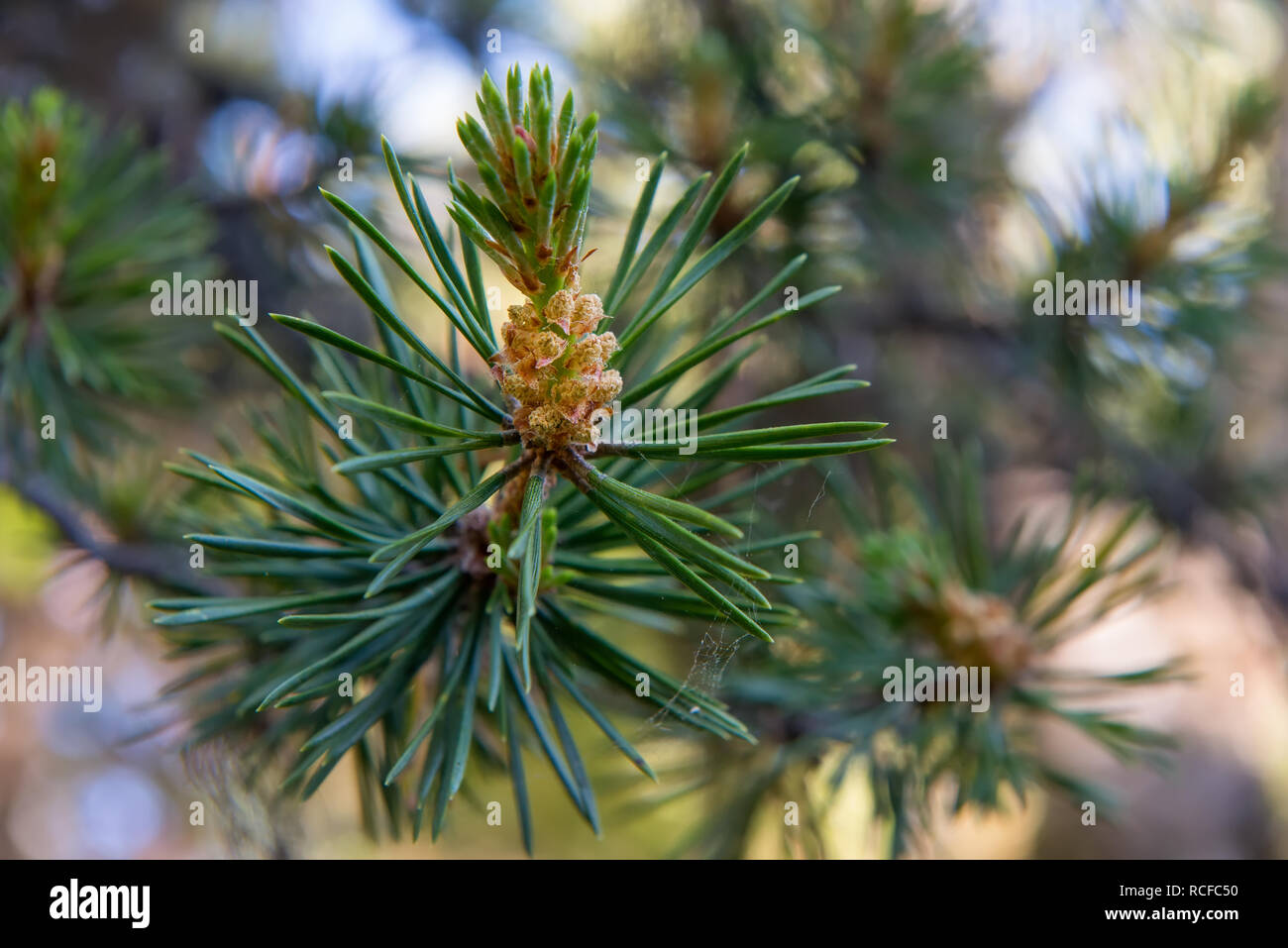 Pine branch during flowering Stock Photo - Alamy