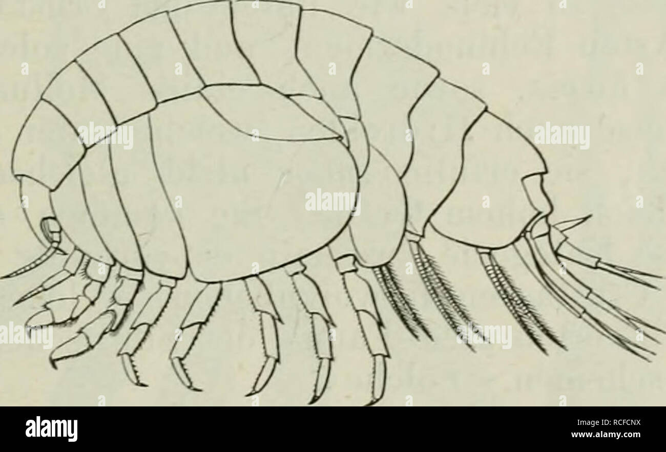 Idothea entomon hi-res stock photography and images - Alamy