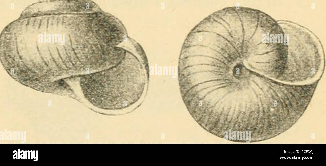 Silium hi-res stock photography and images - Alamy