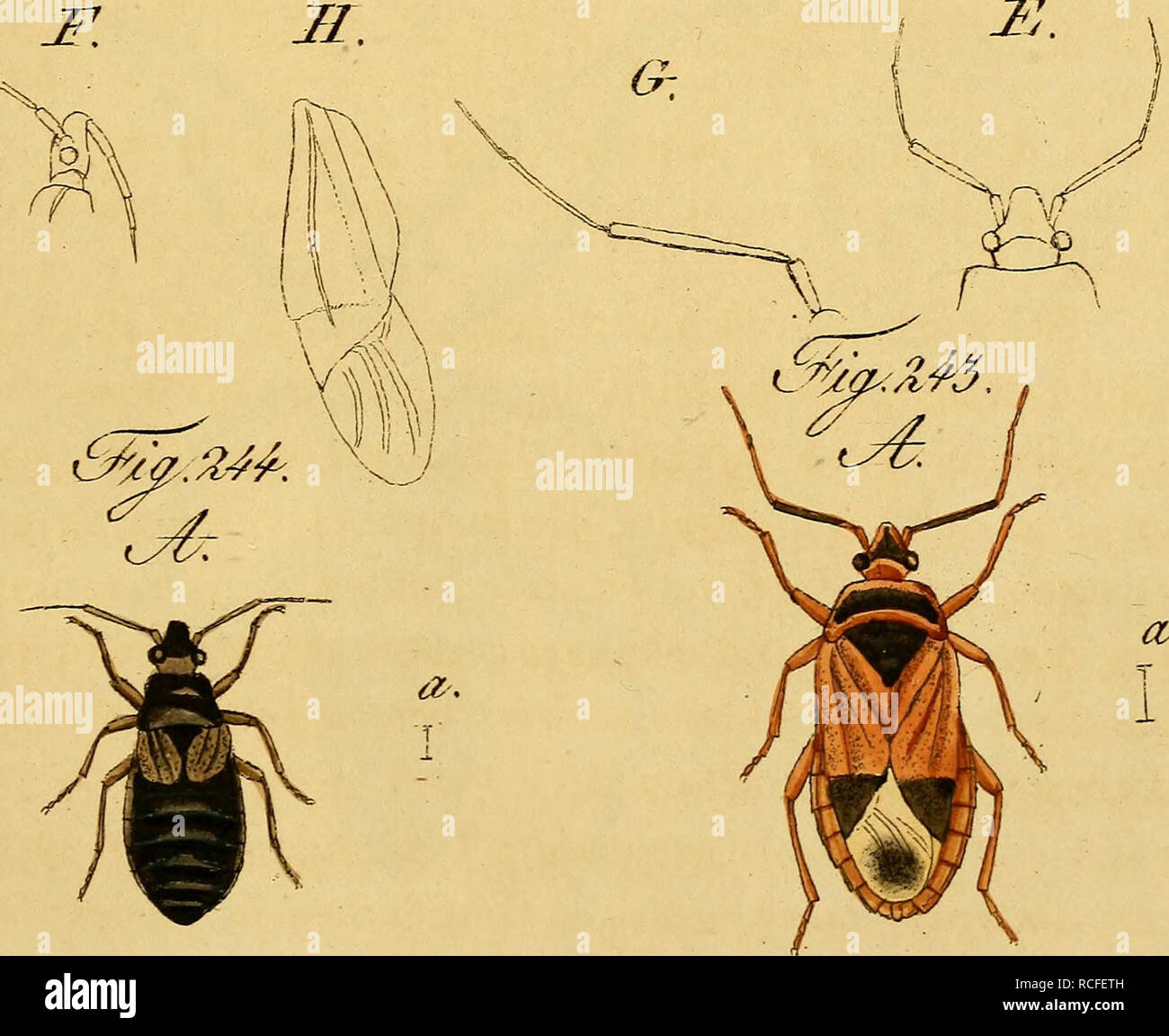 . Die wanzenartigen Insecten. getreu nach der natur abgebildet und beschrieben. Hemiptera ...