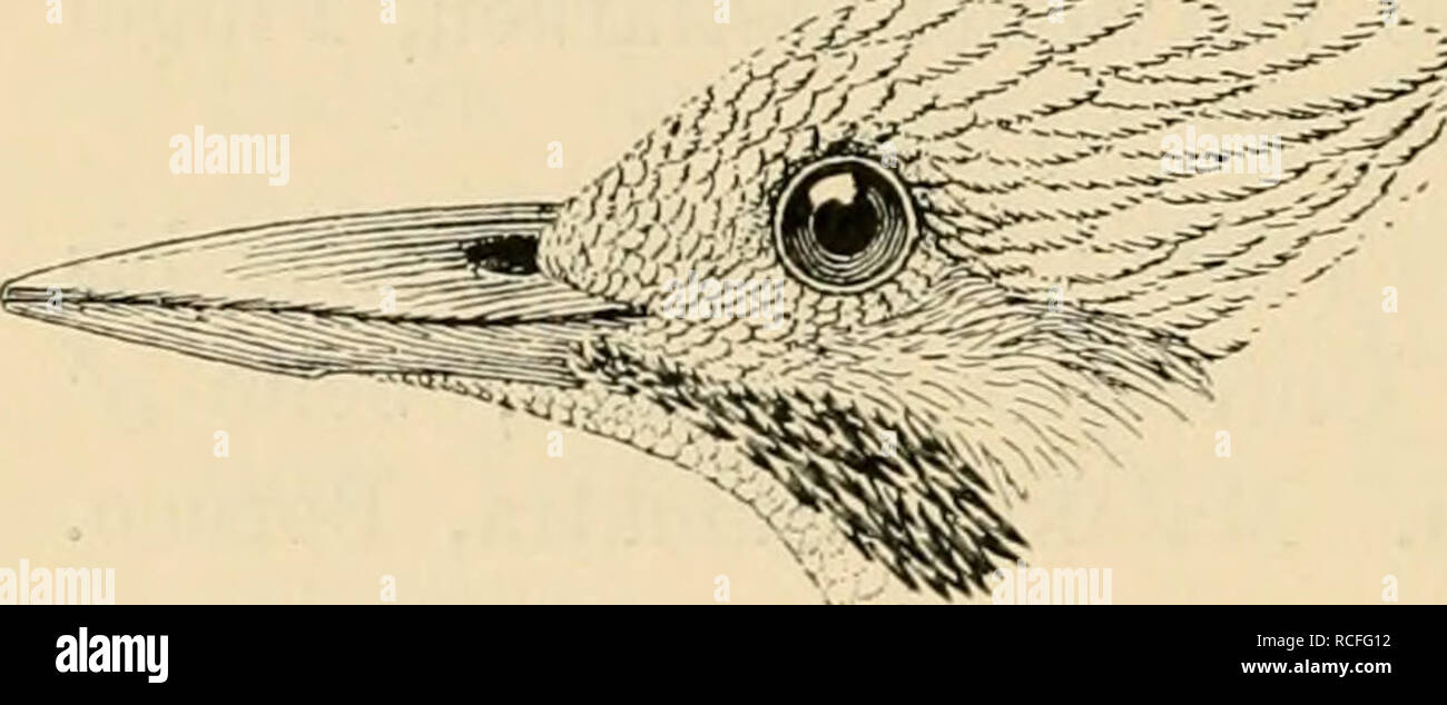 Nesoceleus hi-res stock photography and images - Alamy