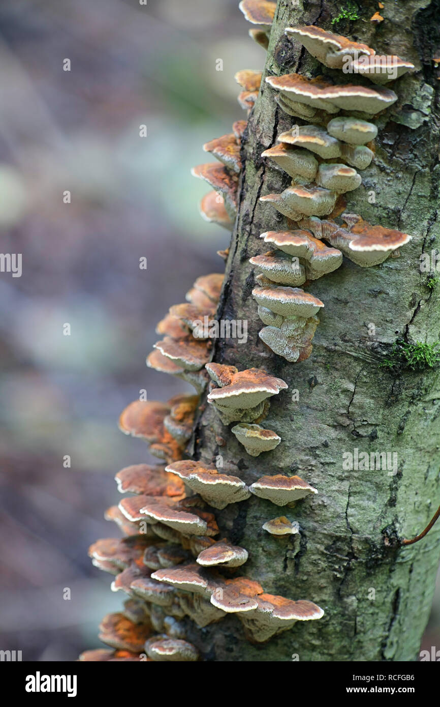 Alder bracket fungi hi-res stock photography and images - Alamy