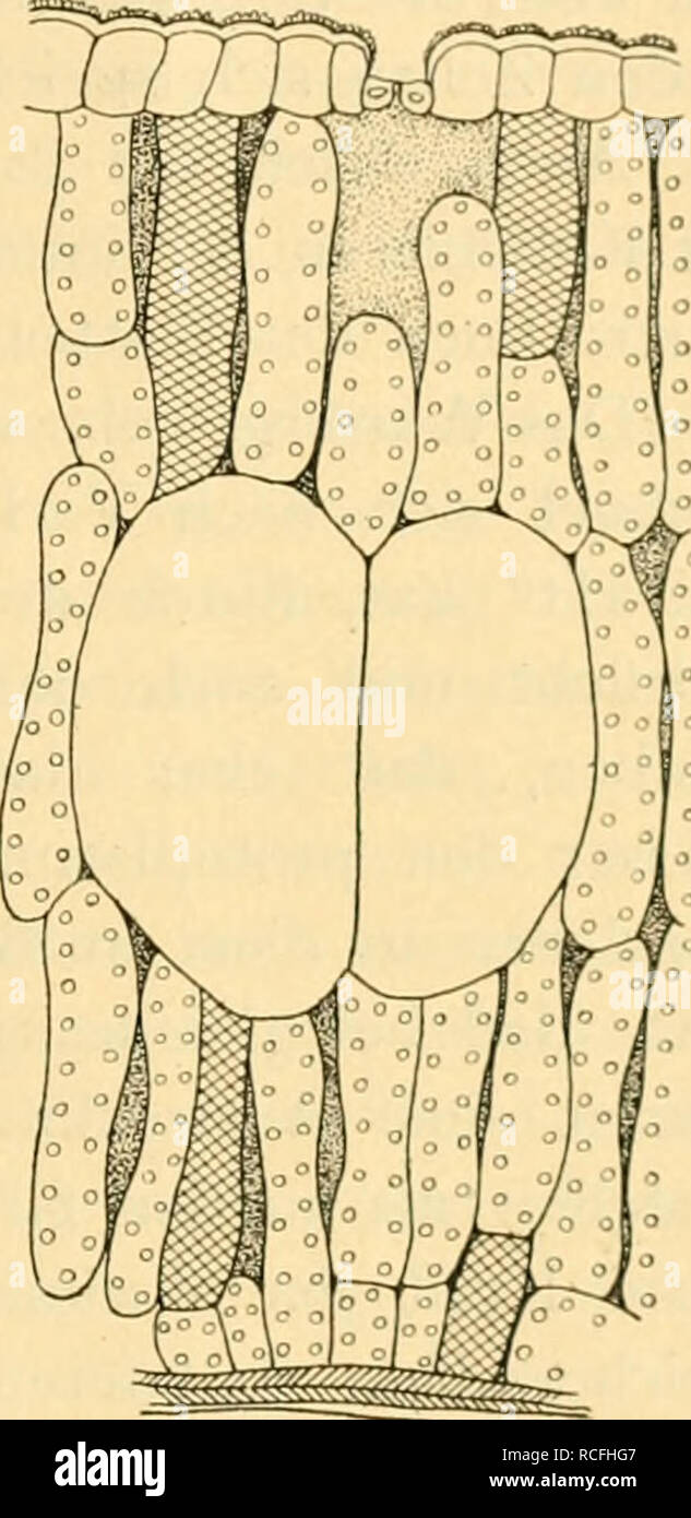 . Die Transpiration der Pflanzen. Eine physiologische Monographie ...