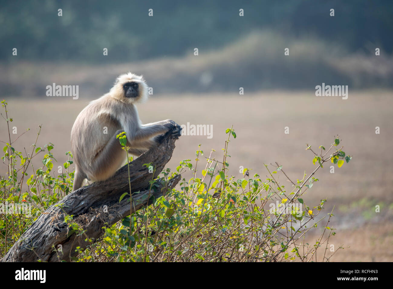 A gray langur sitting on a tree trunk in Bandhavgarth national park ...