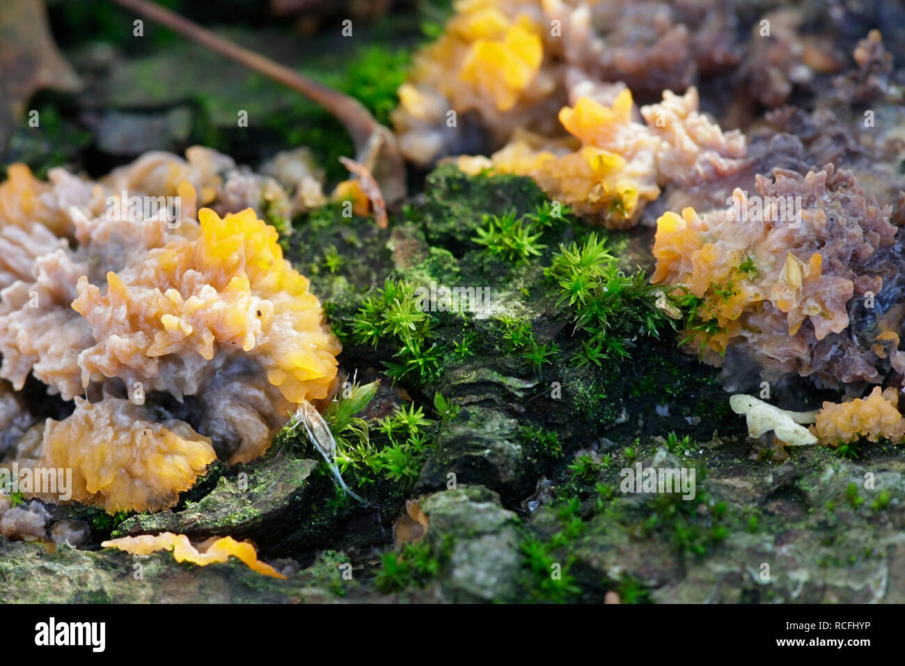 Phlebia radiata hi-res stock photography and images - Alamy