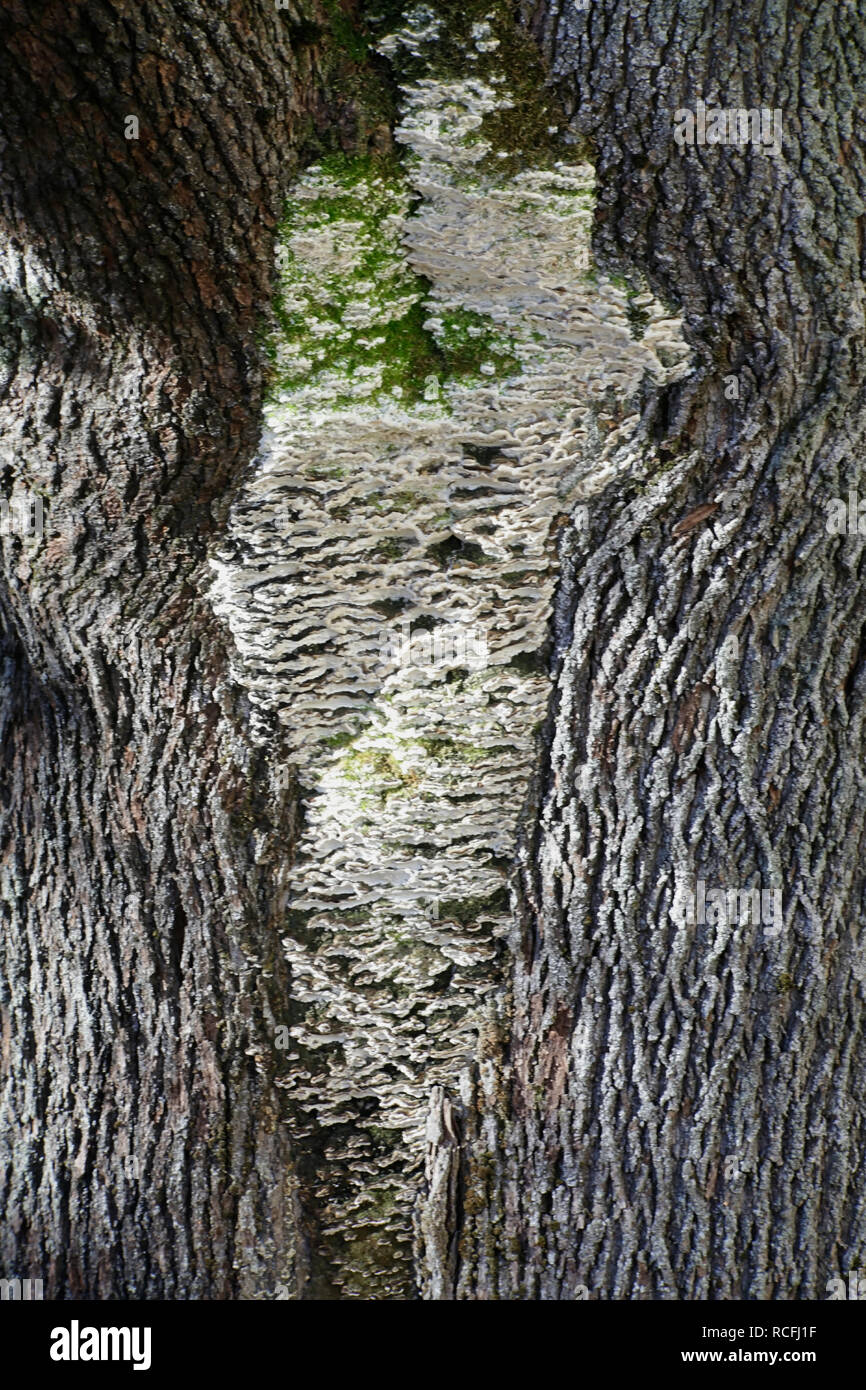 Oxyporus hi-res stock photography and images - Alamy