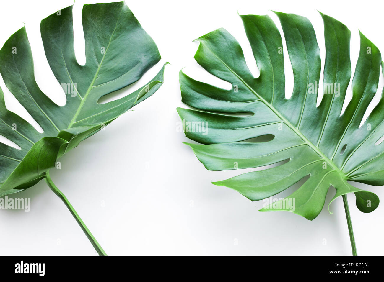Real monstera leaves set on white background.Tropical,botanical nature ...