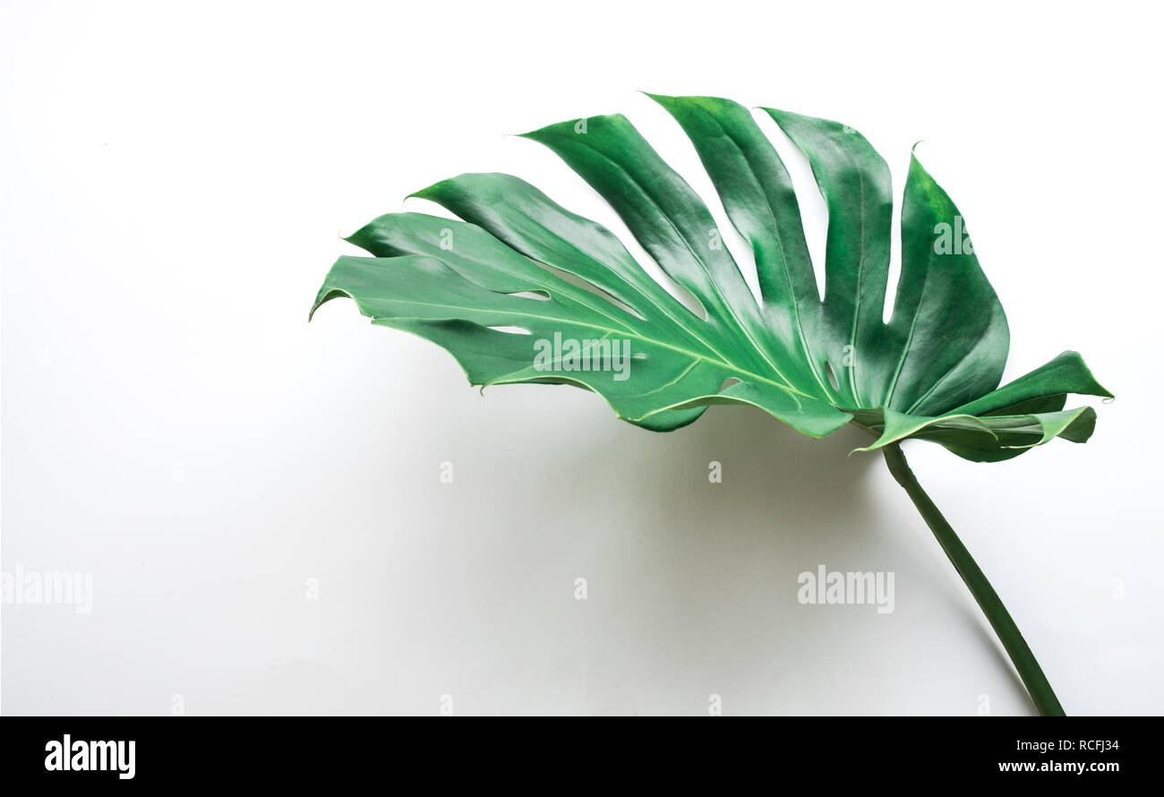 Real monstera leaves on white background.Tropical,botanical nature ...