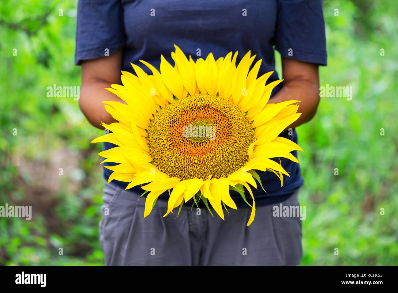 Hand ripe sunflower hi-res stock photography and images - Alamy
