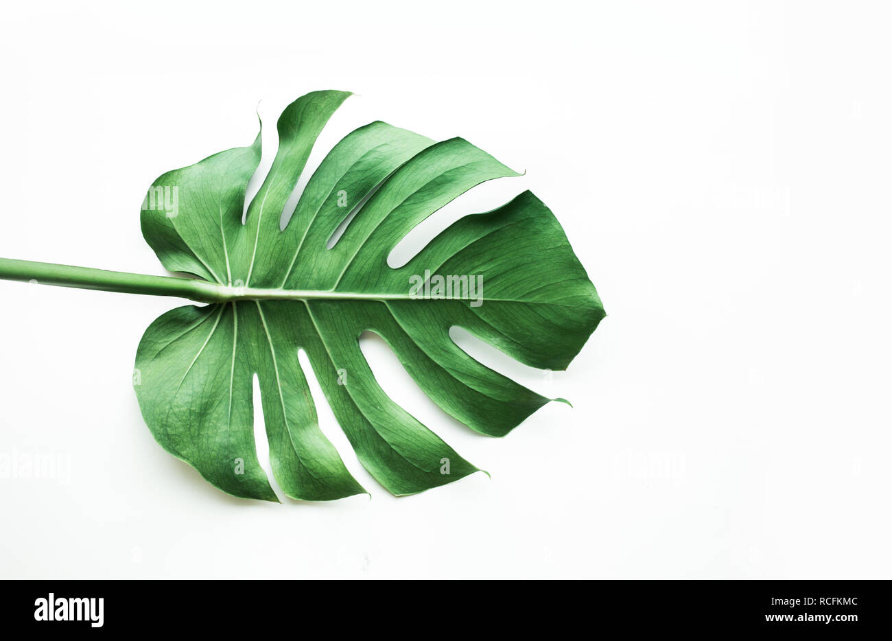 Real monstera leaves on white background.Tropical,botanical nature ...