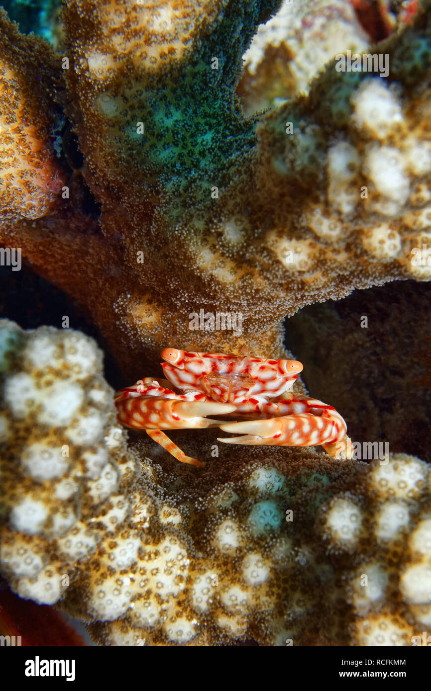 Yellow-spotted guard crab - Trapezia flavopunctata Stock Photo - Alamy