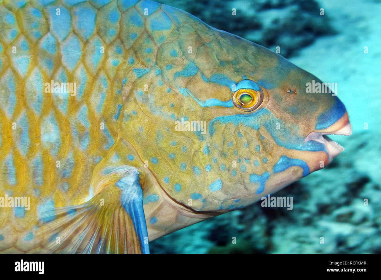 Parrotfish underwater hi-res stock photography and images - Alamy