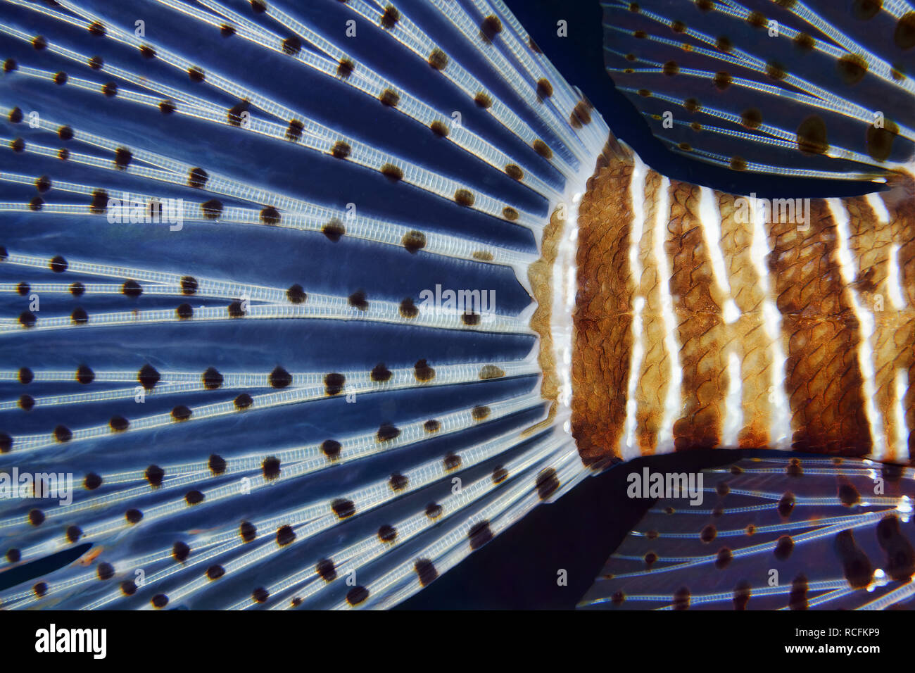 Common lionfish tail / Devil firefish tail - Pterois miles Stock Photo ...