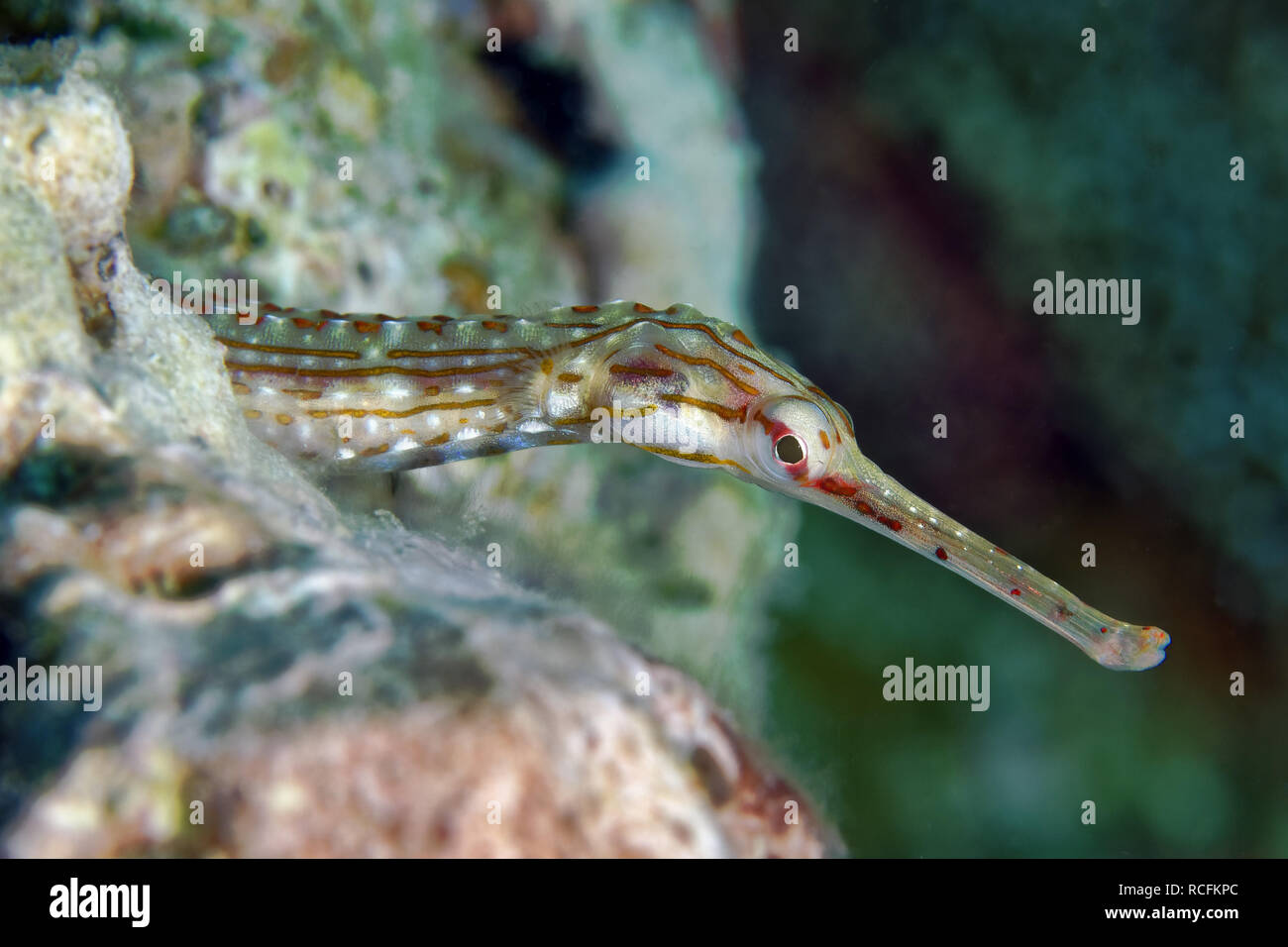 Corythoichthys hi-res stock photography and images - Alamy