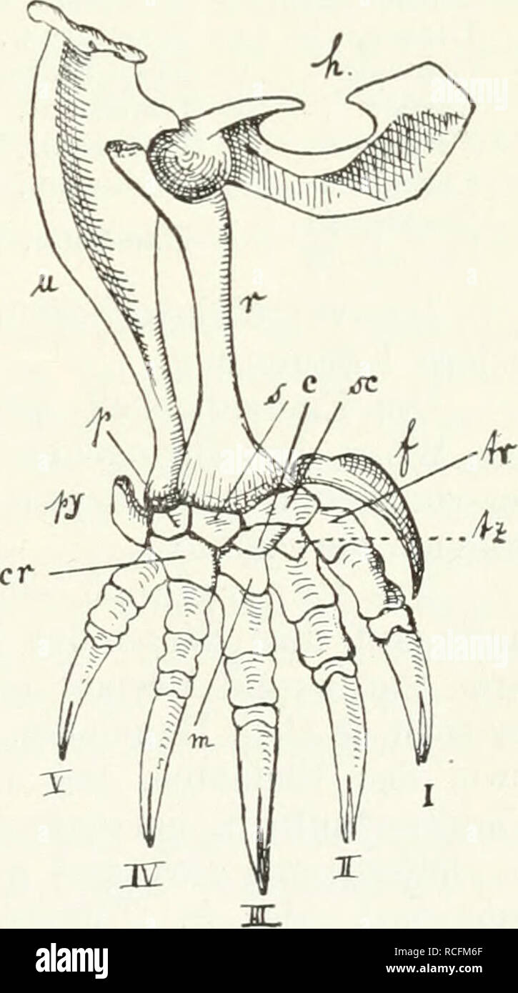 Ulna anatomie hi-res stock photography and images - Alamy