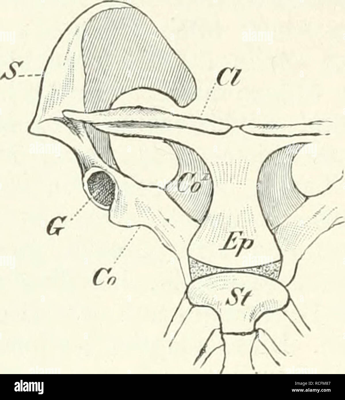 Kraniale anatomie hi-res stock photography and images - Alamy