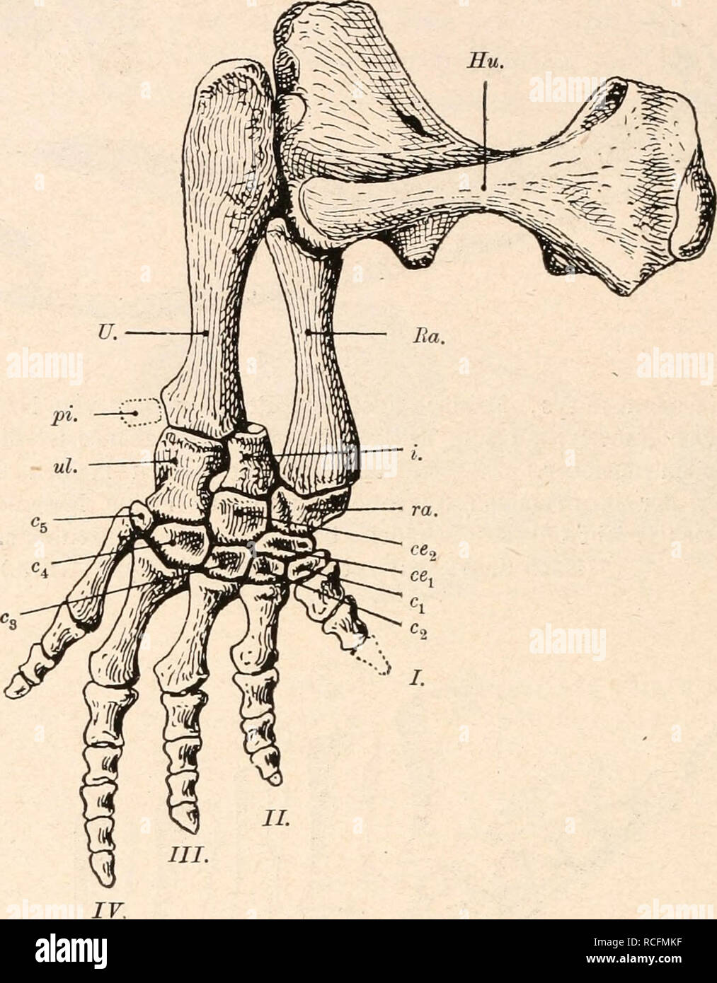 Rechter arm hoch hi-res stock photography and images - Alamy