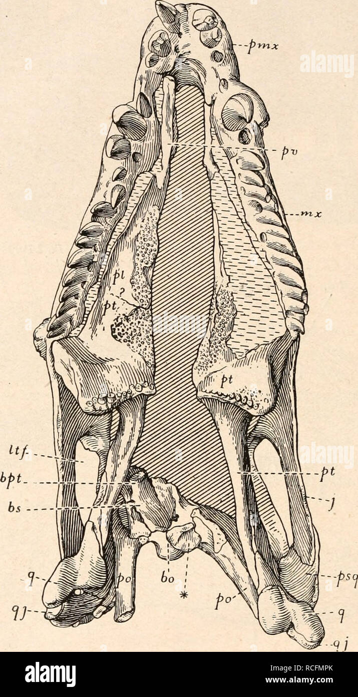 Lat wirbeltiere hi-res stock photography and images - Alamy