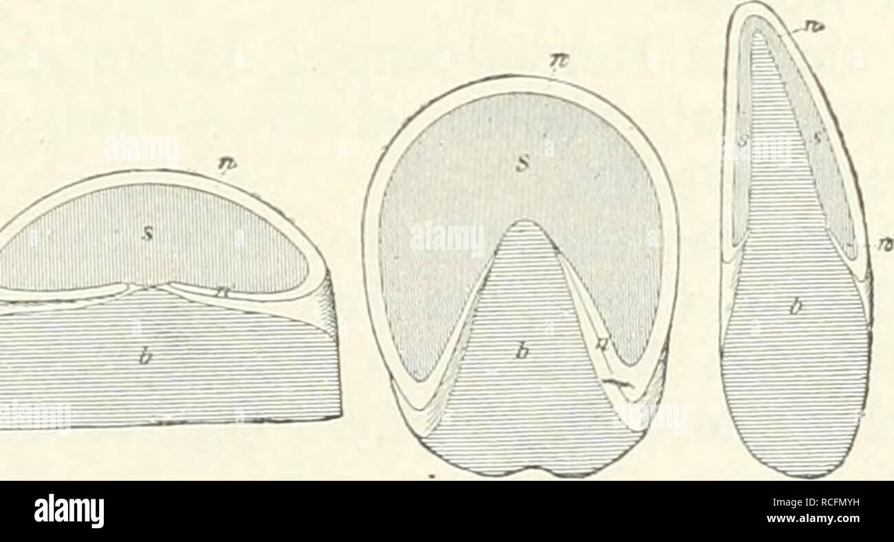 Nagel anatomie hi-res stock photography and images - Alamy