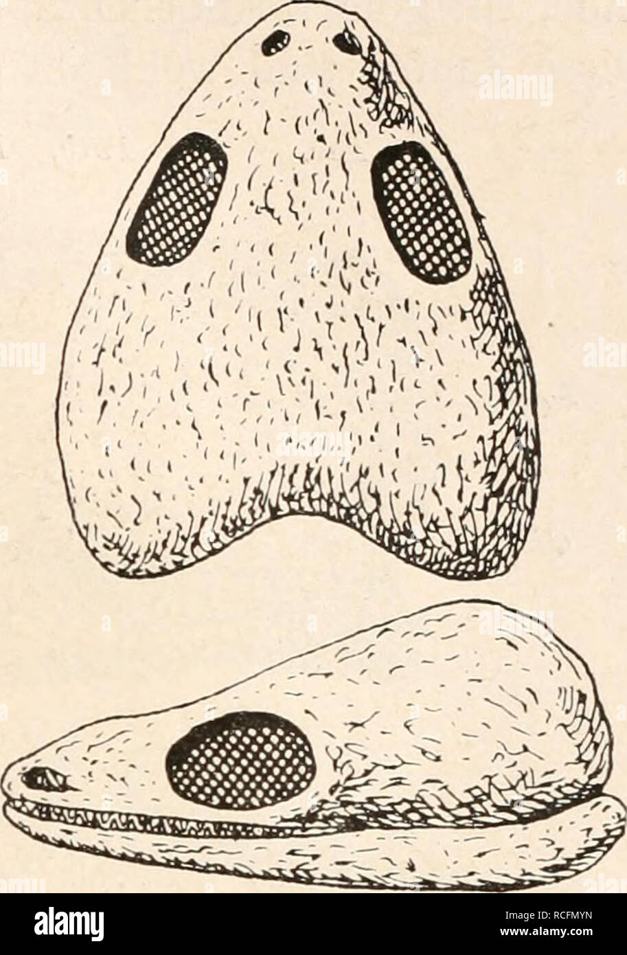 Labidosaurus hi-res stock photography and images - Alamy