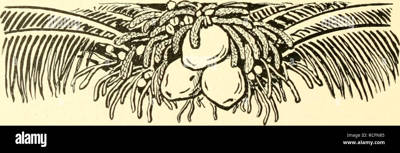 Abaca tree hi-res stock photography and images - Alamy