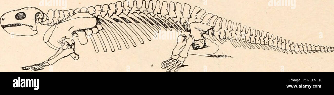 Diadectes hi-res stock photography and images - Alamy