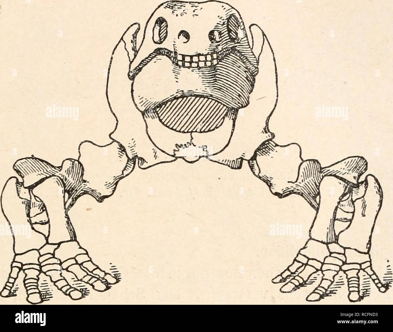 Nahrung aus insekten hi-res stock photography and images - Alamy