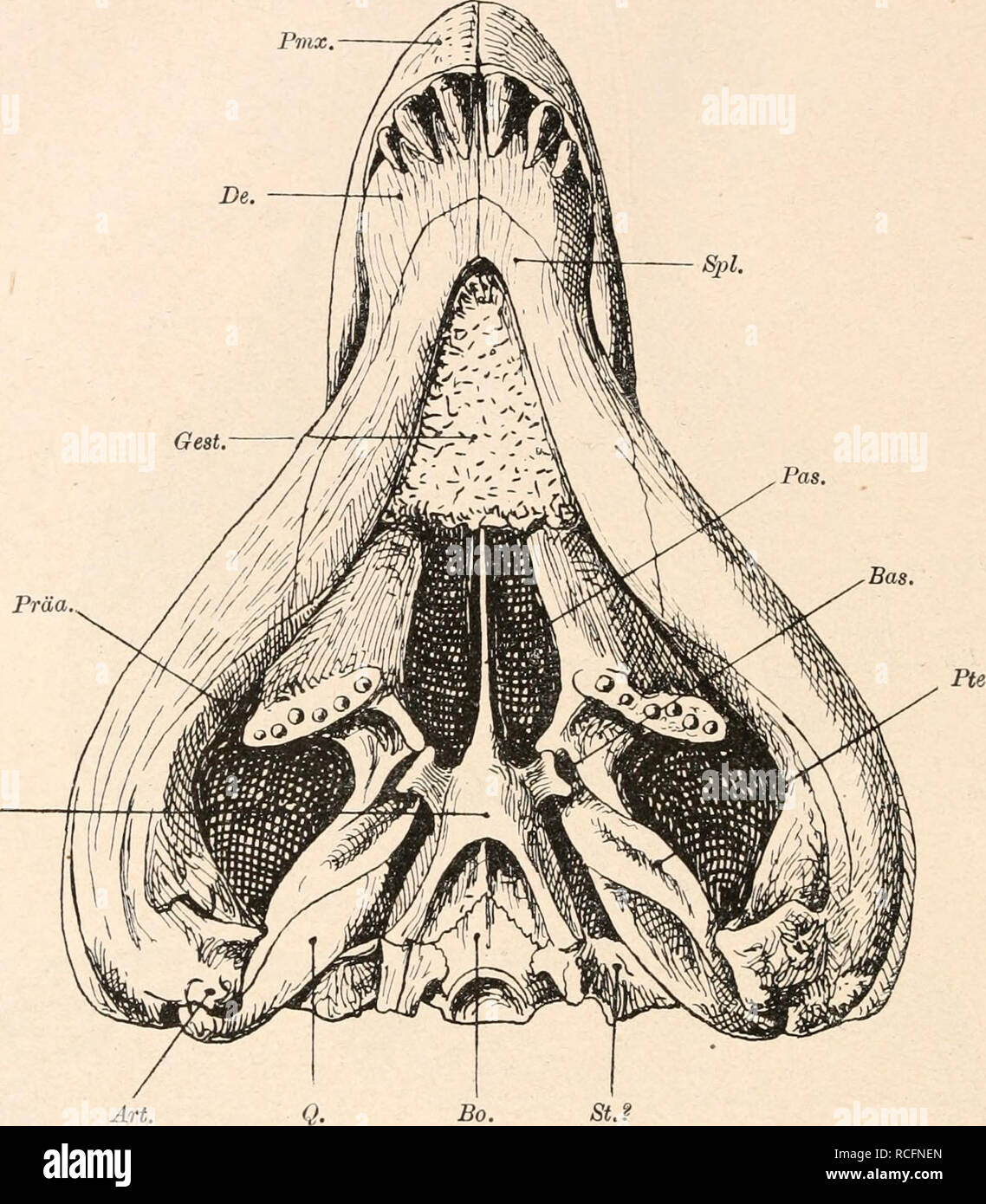 Limnoscelis hi-res stock photography and images - Alamy