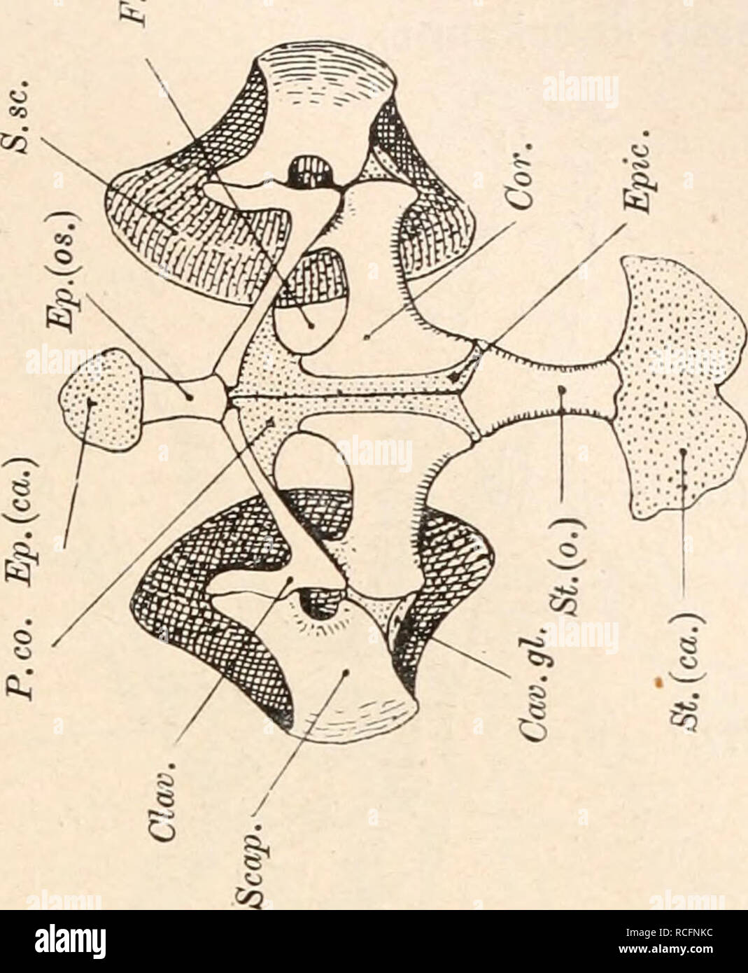 Fossile wirbeltiere hi-res stock photography and images - Alamy