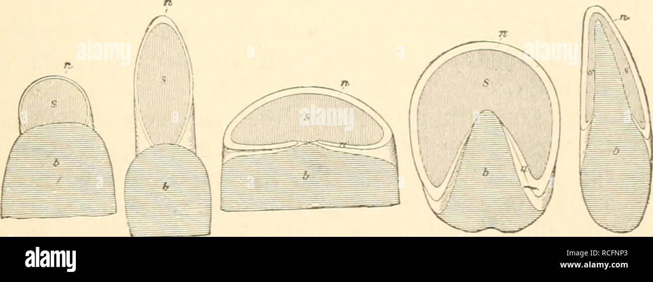 Eponychium hi-res stock photography and images - Alamy