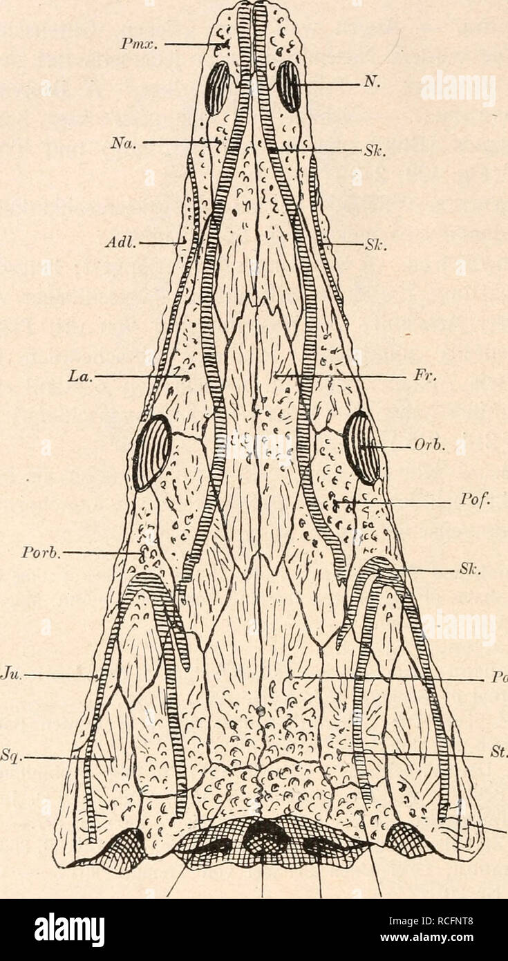 Foramen magnum evolution hi-res stock photography and images - Alamy