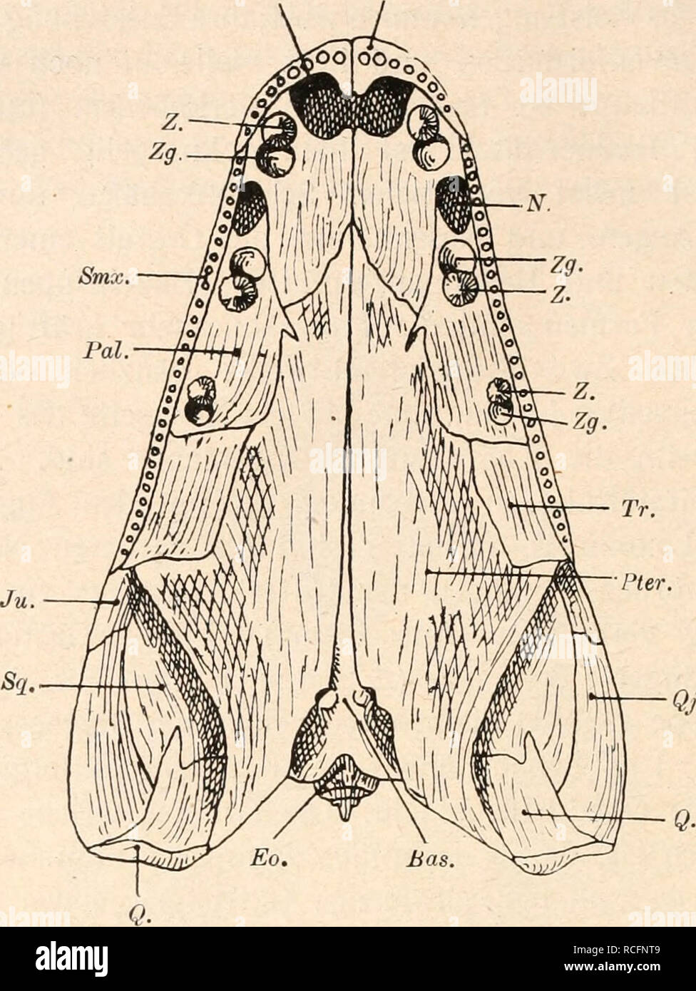 Anthracosaurus hi-res stock photography and images - Alamy