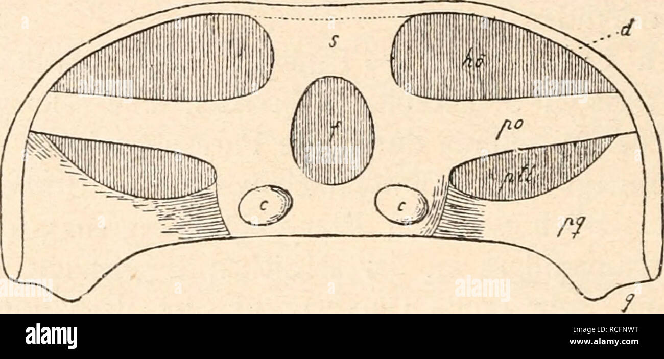 Foramen magnum evolution hi-res stock photography and images - Alamy