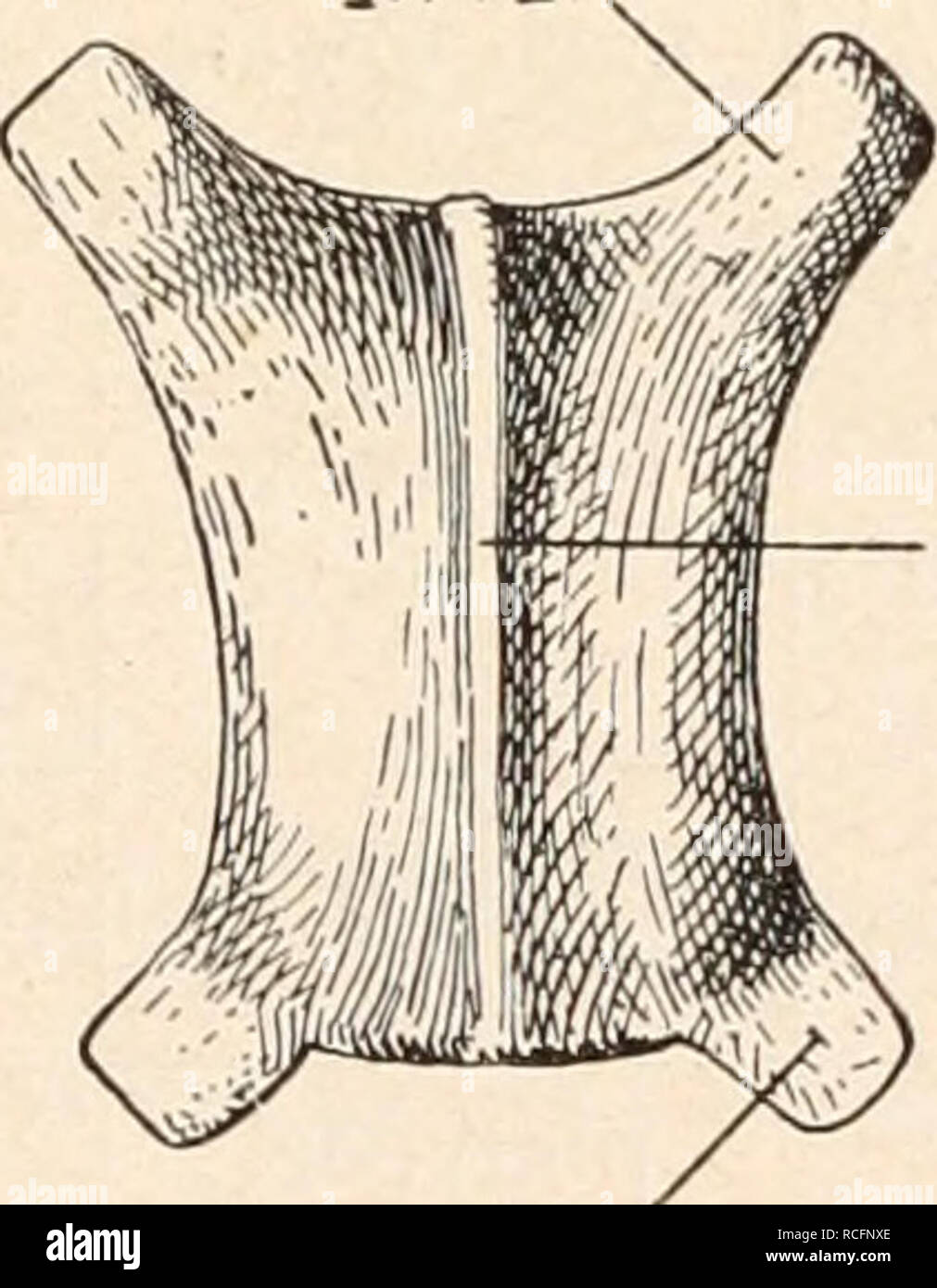 Dolichosoma hi-res stock photography and images - Alamy