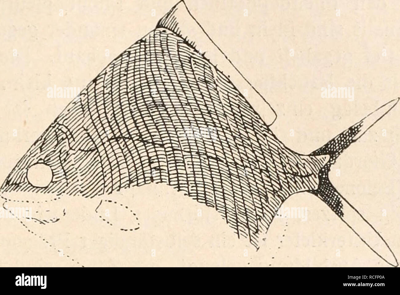 Kapkolonie hi-res stock photography and images - Alamy