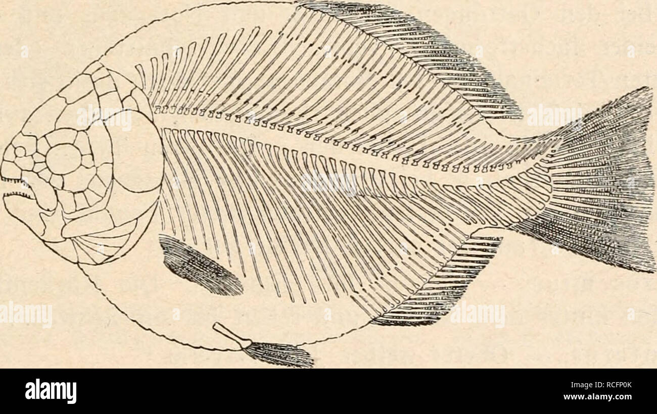 . Die stämme der wirbeltiere. Evolution; Paleontology; Vertebrates. B ...
