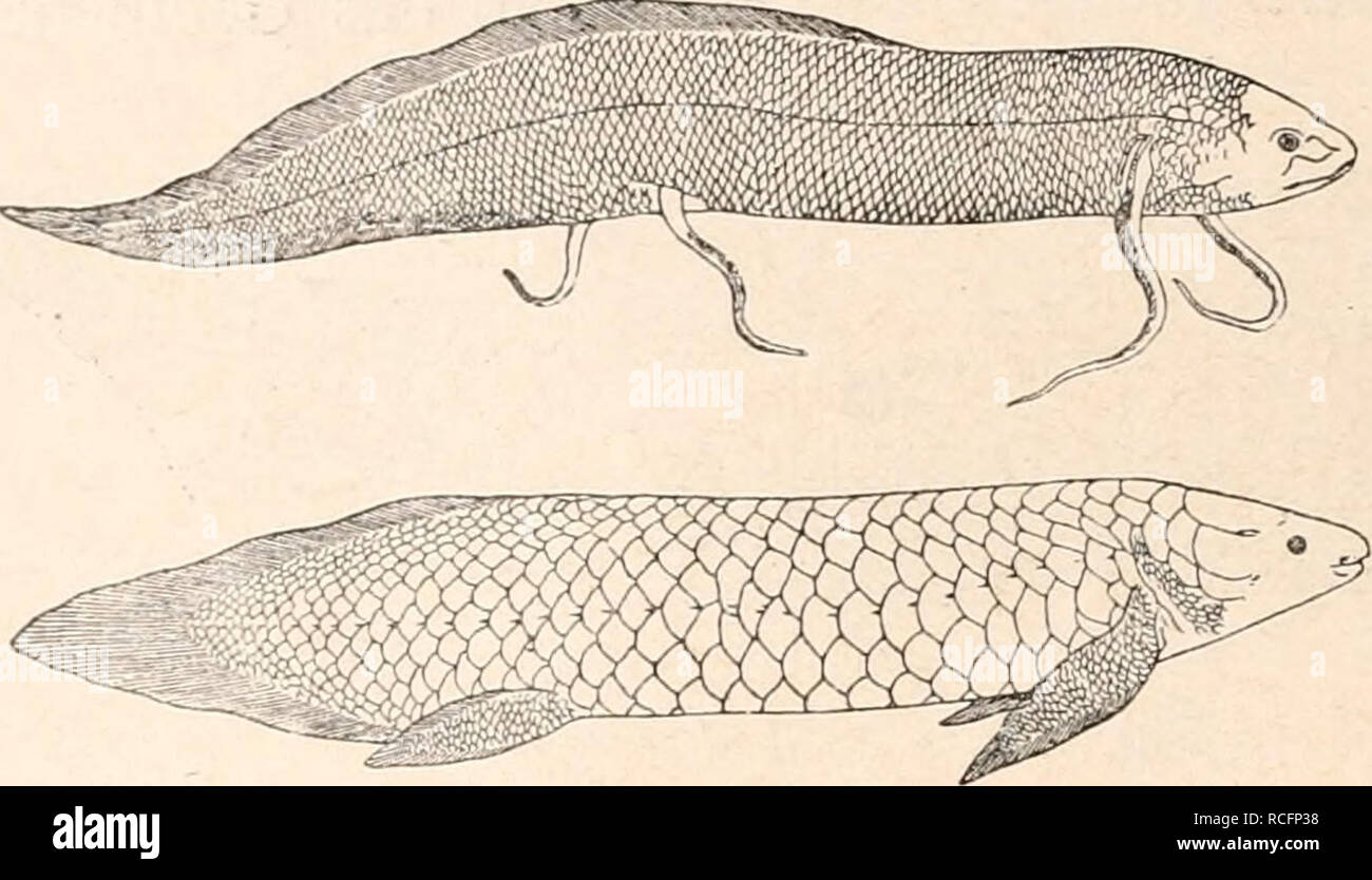 Neoceratodus hi-res stock photography and images - Alamy