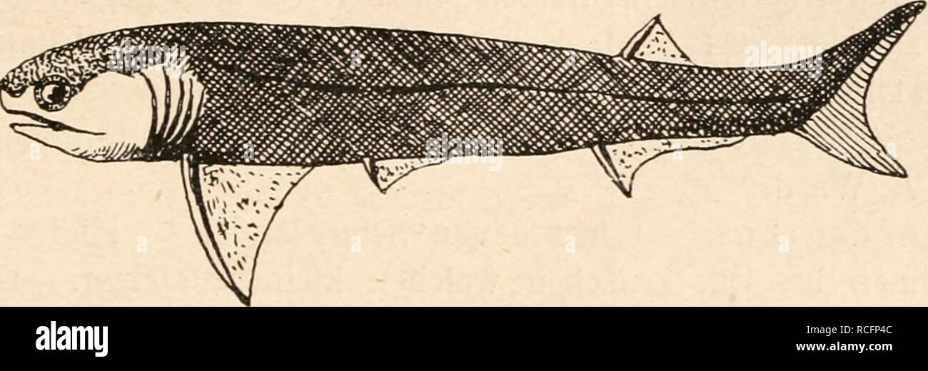 . Die stämme der wirbeltiere. Evolution; Paleontology; Vertebrates ...