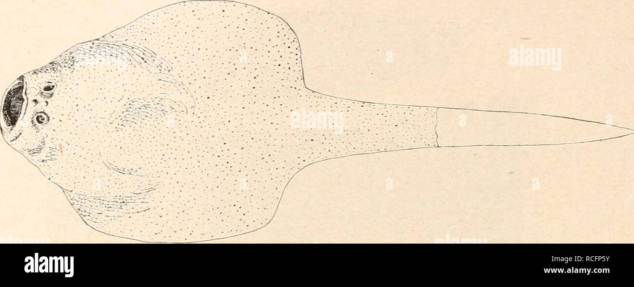 Menaspis hi-res stock photography and images - Alamy