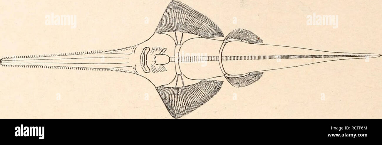 Fossile wirbeltiere hi-res stock photography and images - Alamy