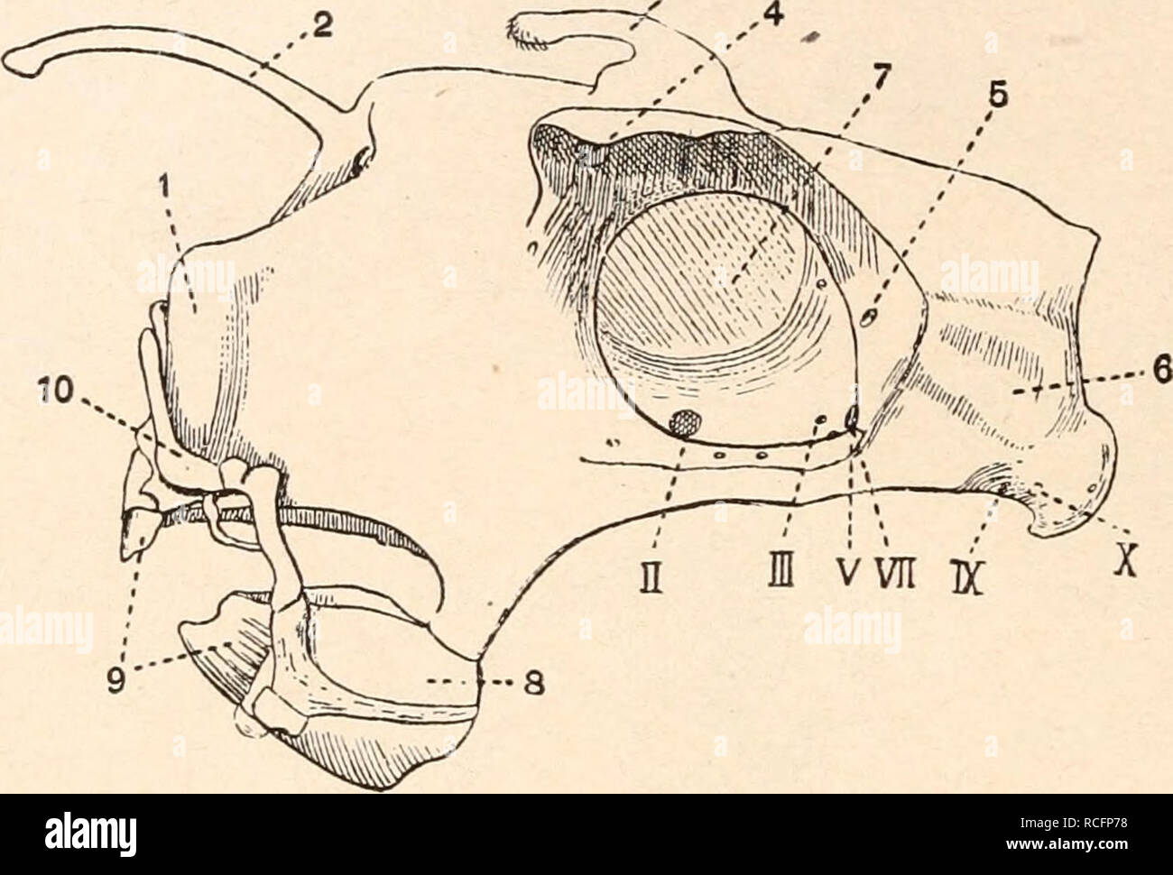 . Die stämme der wirbeltiere. Evolution; Paleontology; Vertebrates. 112 ...