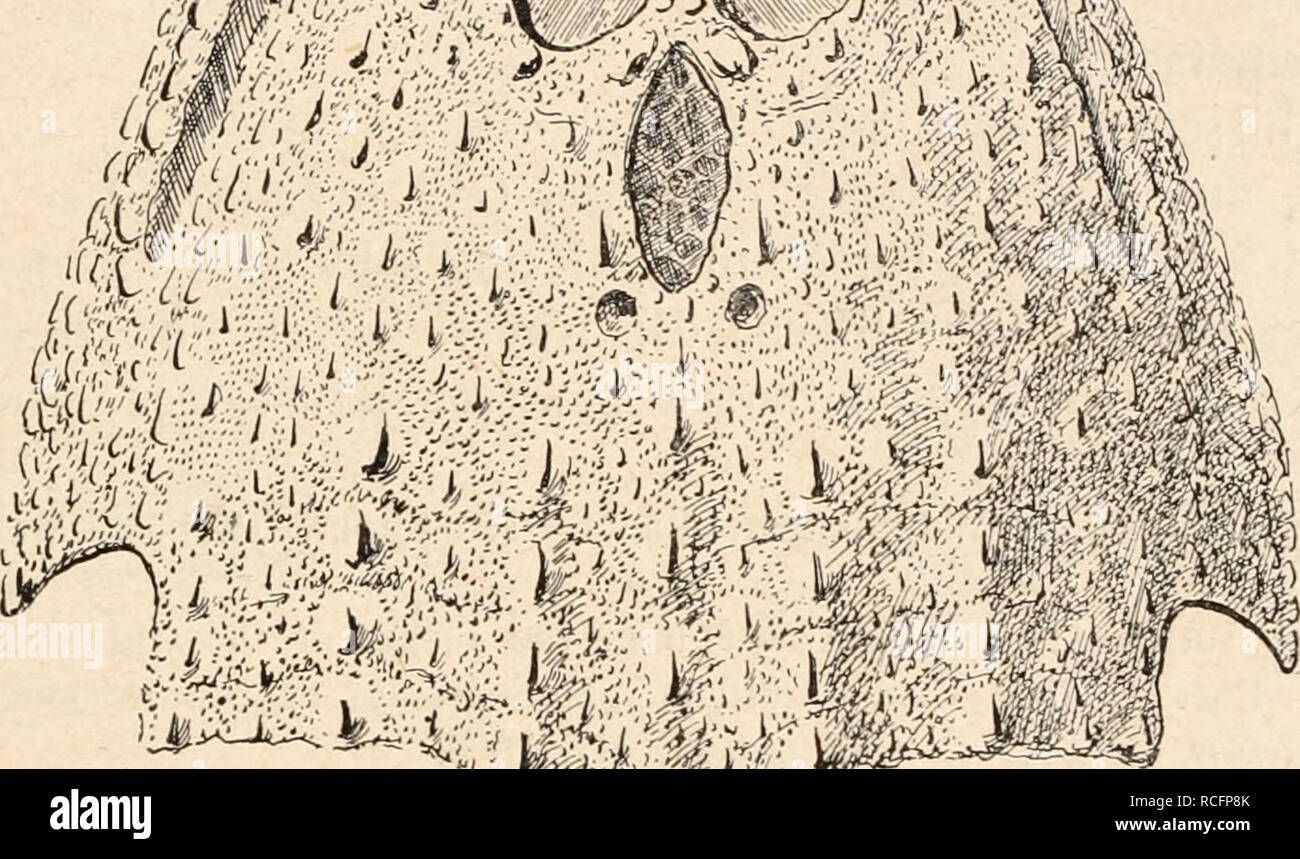 . Die stämme der wirbeltiere. Evolution; Paleontology; Vertebrates ...