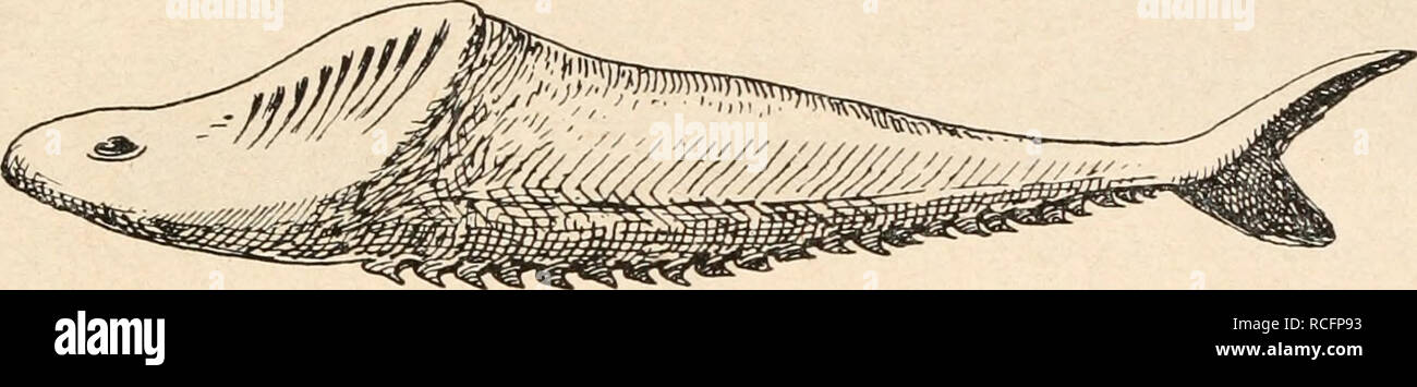 Birkenia hi-res stock photography and images - Alamy