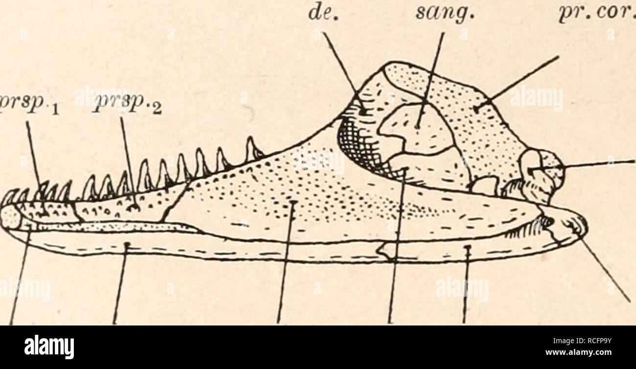 Foramen magnum evolution hi-res stock photography and images - Alamy