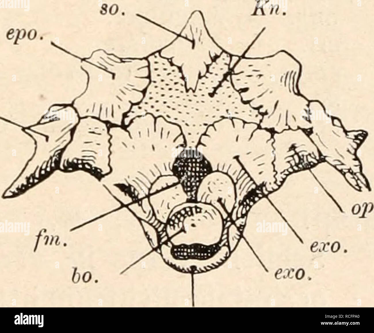 Foramen magnum evolution hi-res stock photography and images - Alamy