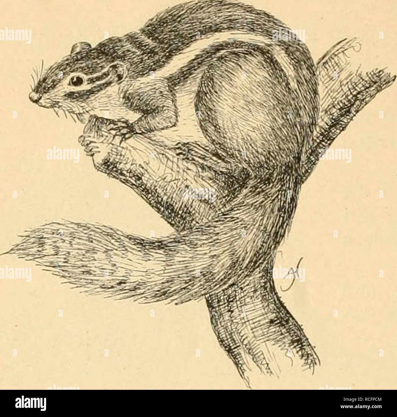 Kangani hi-res stock photography and images - Alamy