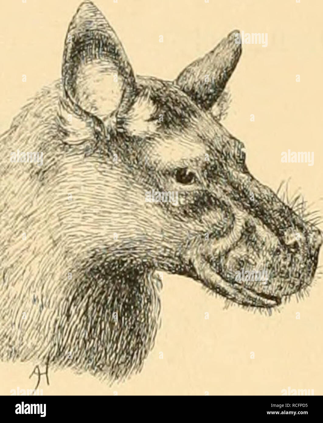 Isabell ost hi-res stock photography and images - Alamy