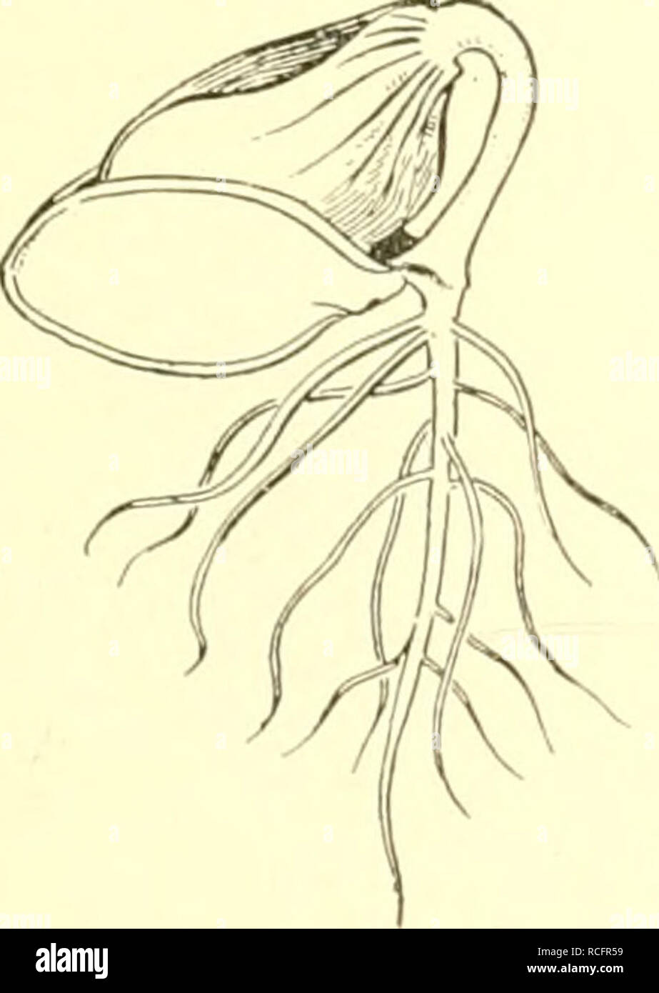 Coconut Seed Drawing