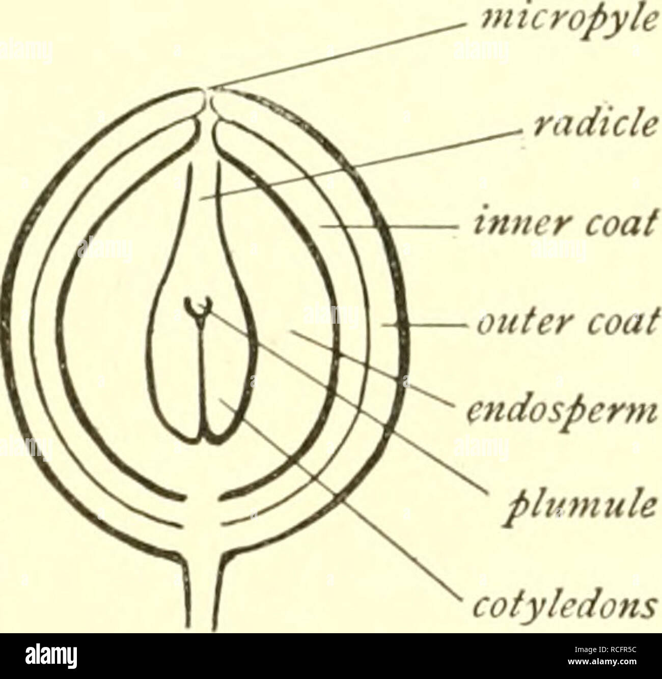 . Elements of Philippine agriculture. Agriculture. CHAPTER II THE SEED ...