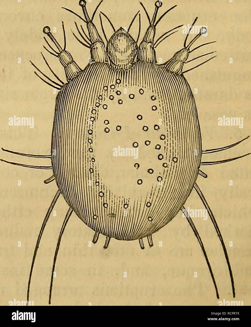 . Elements of pathological anatomy. Anatomy. S96 SKIN. [chap. X. minate ...